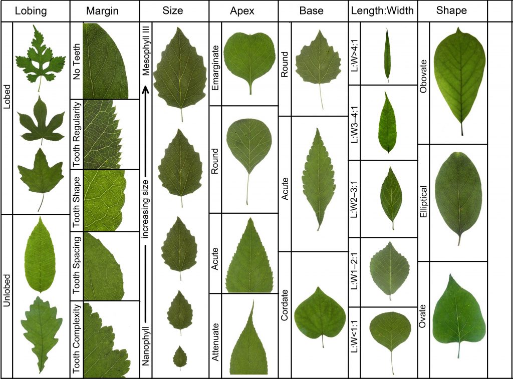 Geologic proxies – UMBRELLA